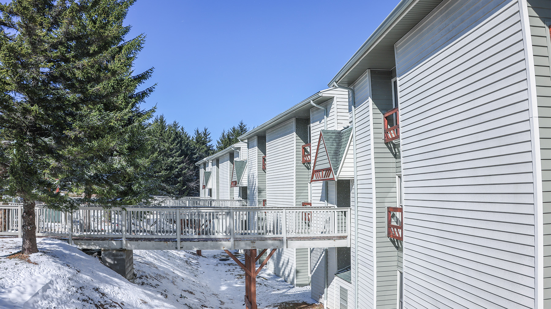 Leatherbark | Snowshoe Mountain